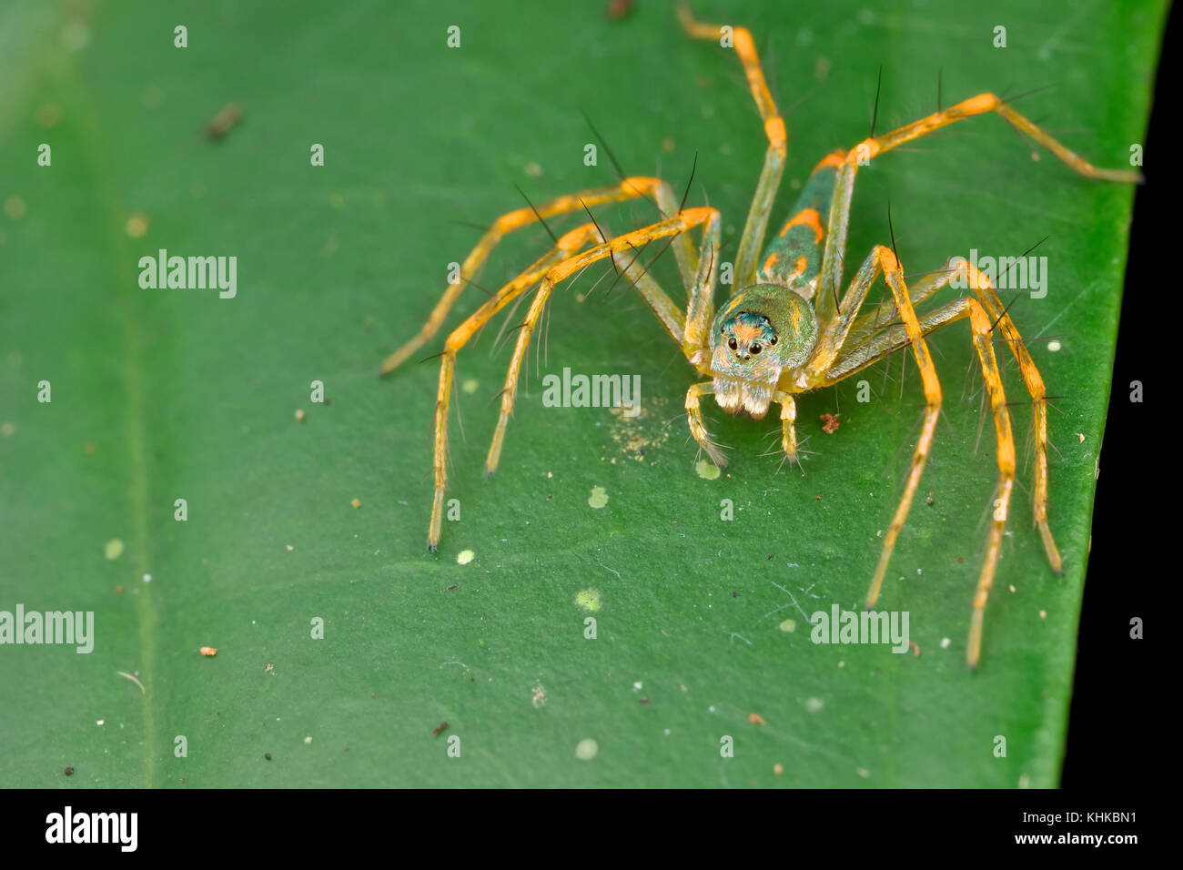 Lynx Spider (Hamadruas sp), Danum Valley Conservation Area, Sabah ...