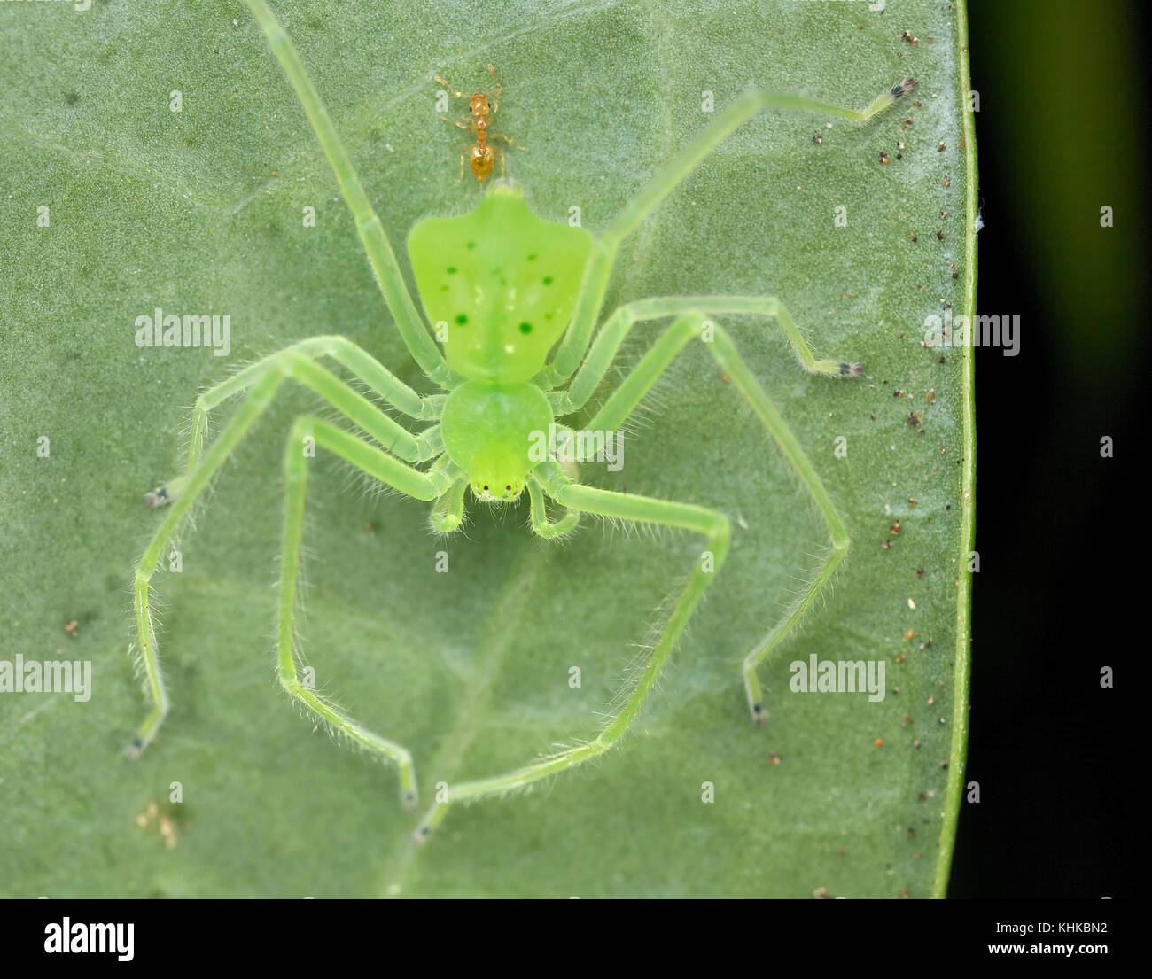 Giant Crab Spider (Sparassidae), Antananarivo, Madagascar Stock Photo ...