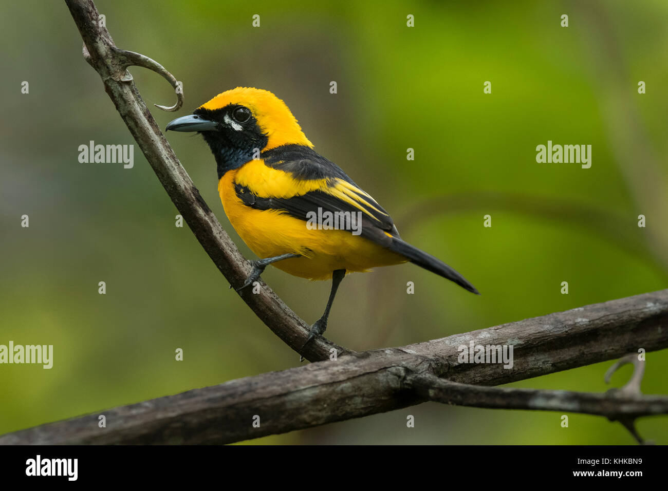 Golden Monarch (Monarcha chrysomela) male, Nimbokrang, New Guinea ...