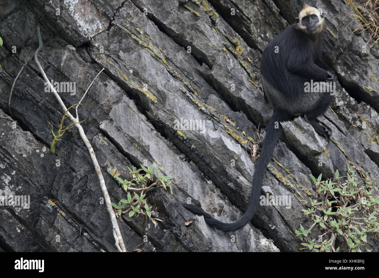 Cat Ba Langur (Trachypithecus poliocephalus poliocephalus), Ha Long Bay ...