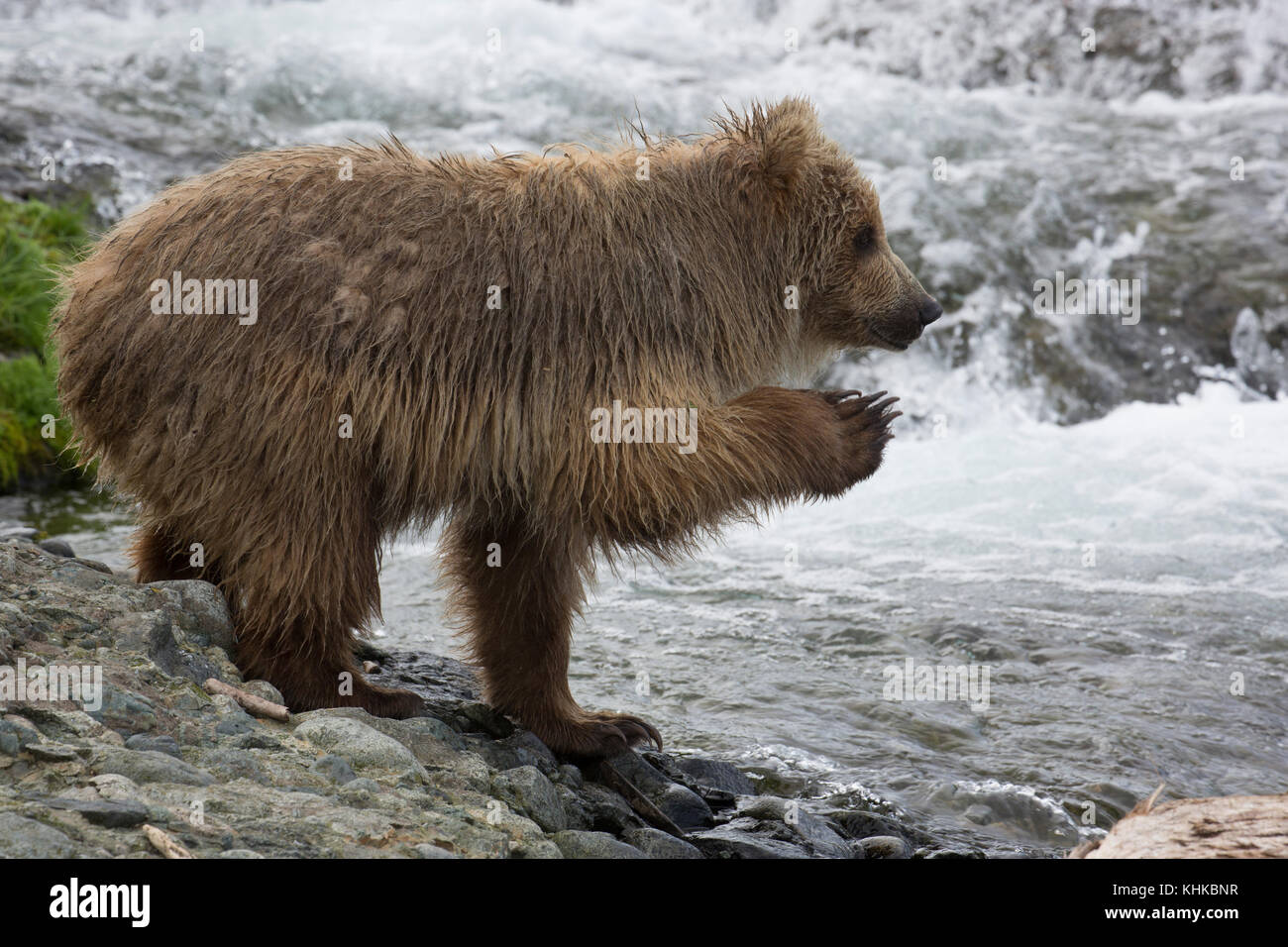 Grizzly Bear (Ursus arctos horribilis) cub lifting paw, Chenik River ...