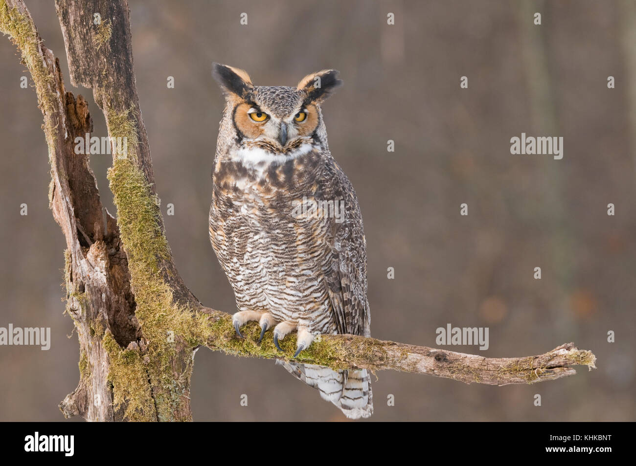 Great Horned Owl (Bubo virginianus), Howell Nature Center, Michigan ...