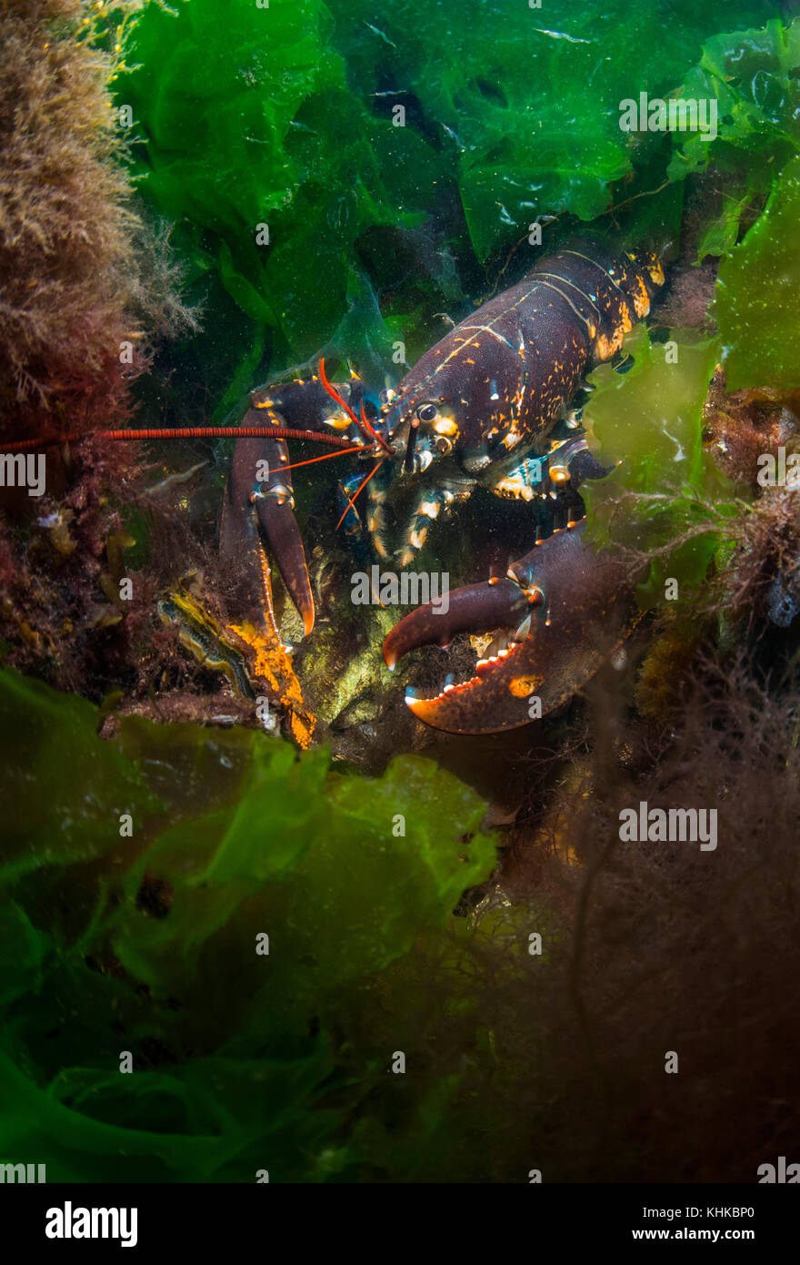 European Lobster (Homarus gammarus), Netherlands Stock Photo - Alamy