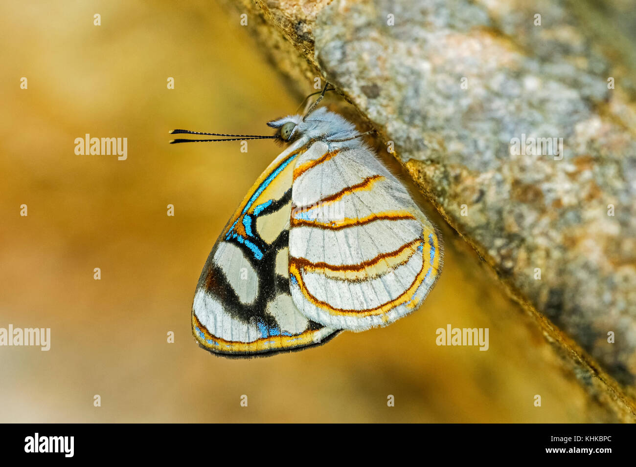 Doubleday's Sailor (Dynamine setabis) butterfly, Guacharo Cave National ...