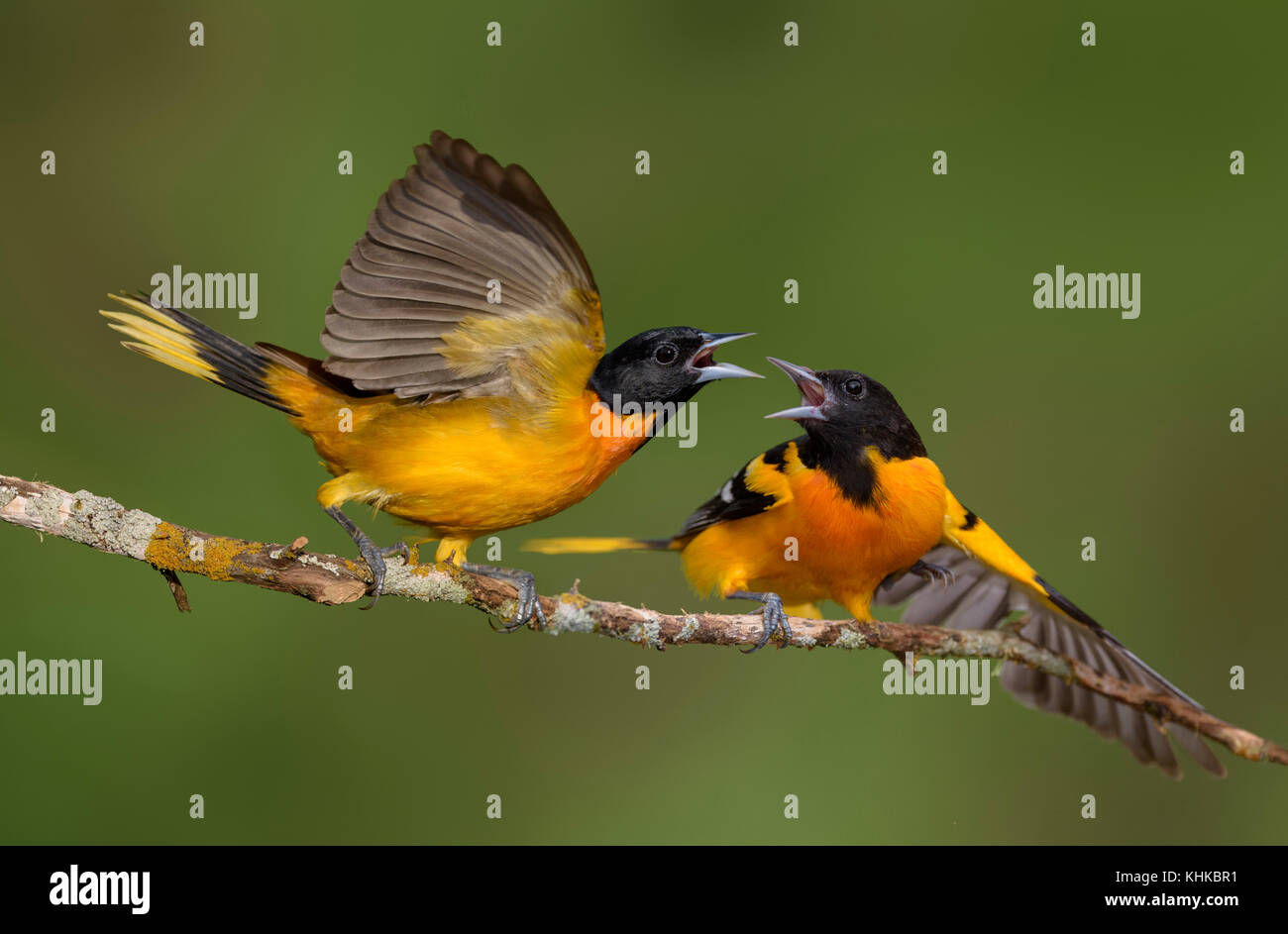 Baltimore Oriole (Icterus galbula) males fighting, Texas Stock Photo - Alamy