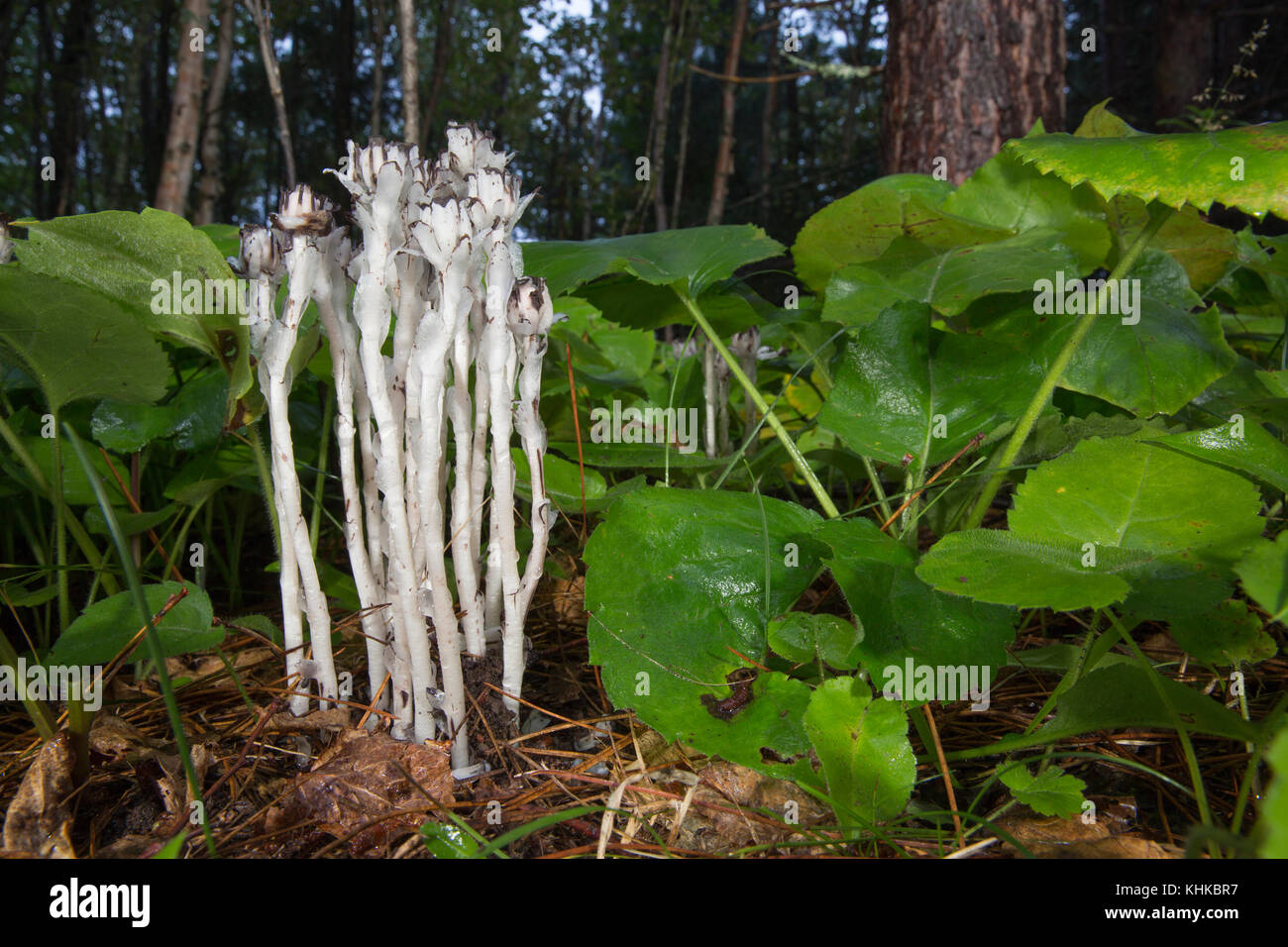 One-flower Indian-pipe (Monotropa uniflora) mushrooms in boreal forest ...