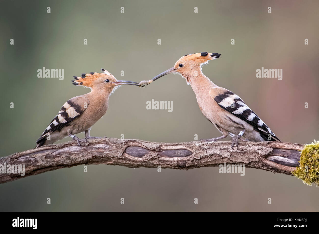 Eurasian Hoopoe (Upupa epops) male feeding female in courtship ritual ...