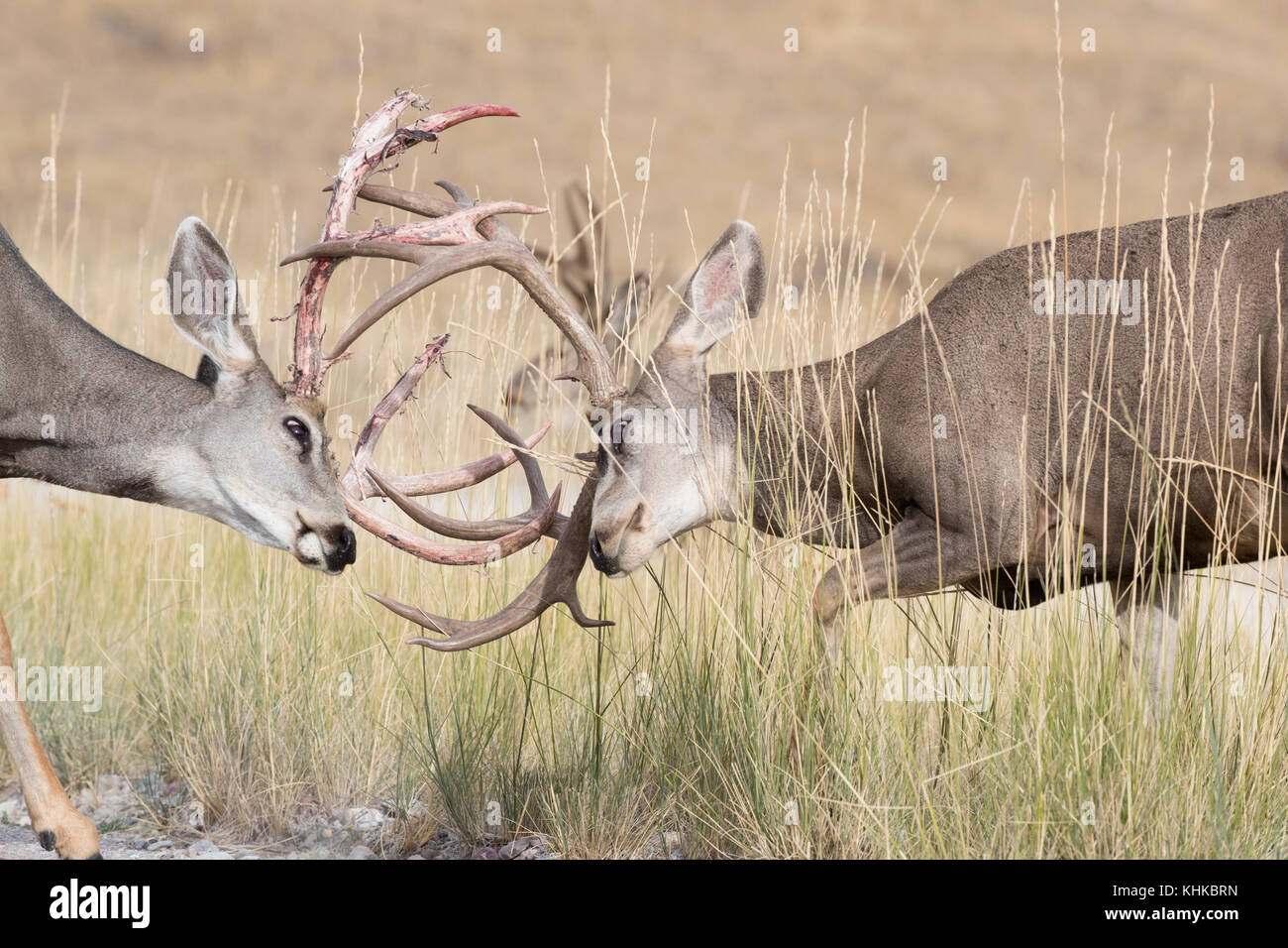 Mule Deer (Odocoileus hemionus) bucks fighting, central Montana Stock ...