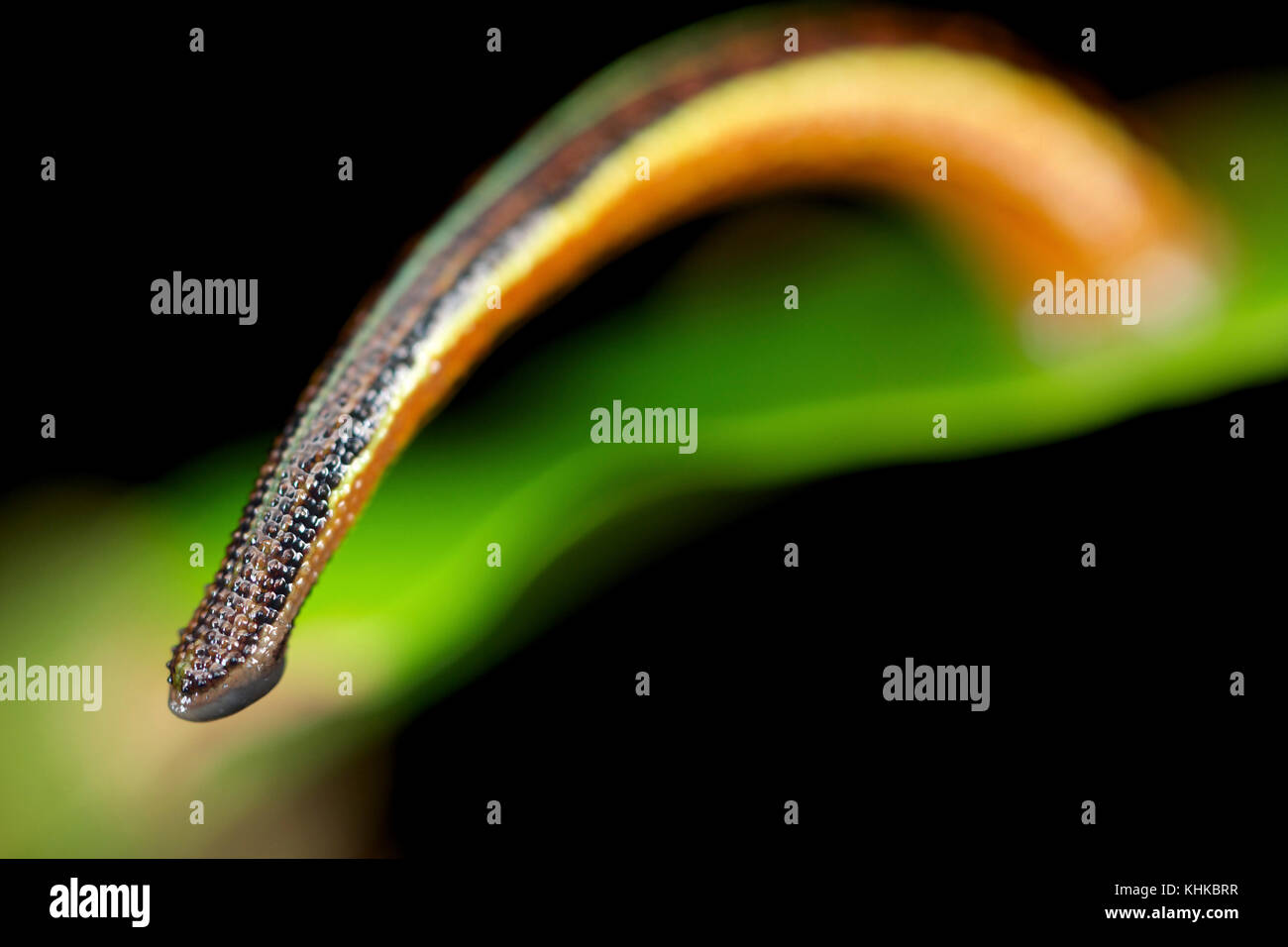 Tiger Leech (Haemadipsa picta), Mount Isarog National Park, Philippines ...