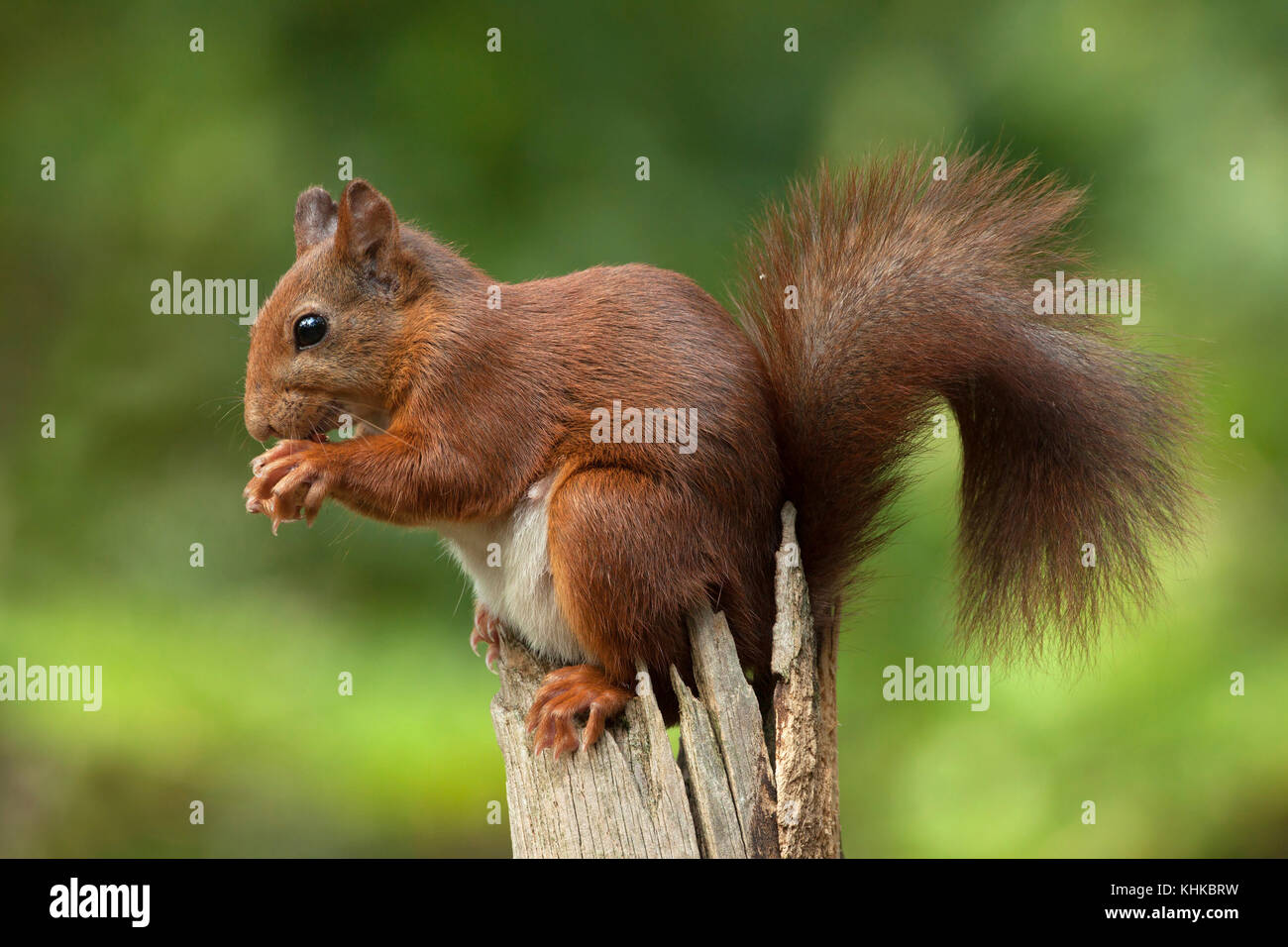 Eurasian Red Squirrel (Sciurus vulgaris) feeding, Utrecht, Netherlands ...