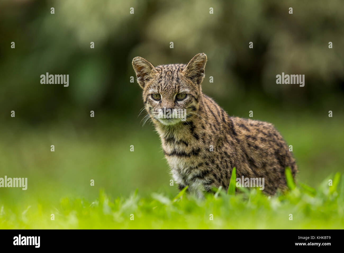 Geoffroy's Cat (Leopardus geoffroyi), habituated female, Ibera ...