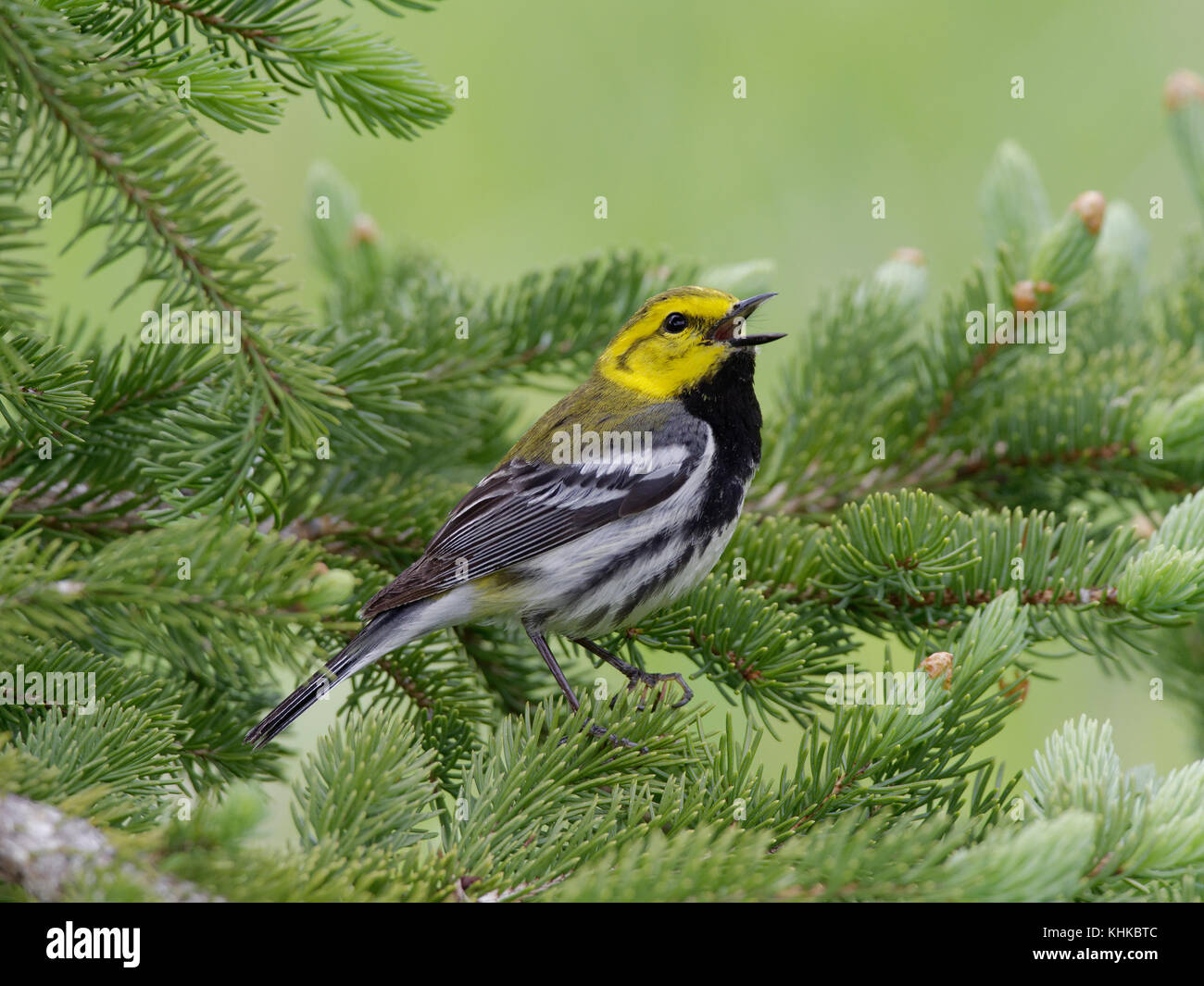 Black-throated Green Warbler (Setophaga virens) calling in spring, Nova ...
