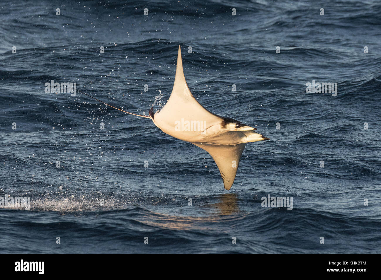 Munk's Devil Ray (Mobula munkiana) leaping, Gulf of California, Baja ...