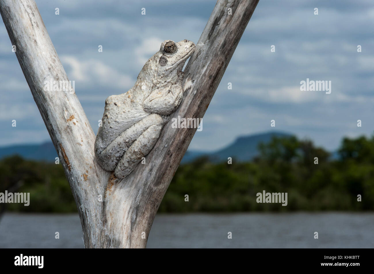 Grey Tree Frog (Chiromantis xerampelina), Marakele National Park ...