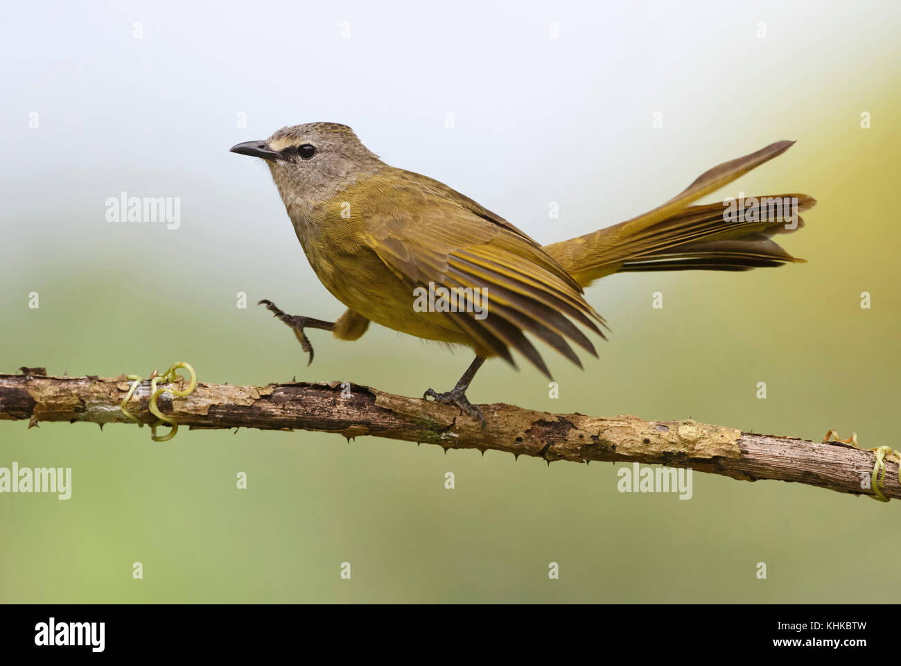 Flavescent Bulbul (Pycnonotus flavescens), Mae Wong, Thailand Stock ...