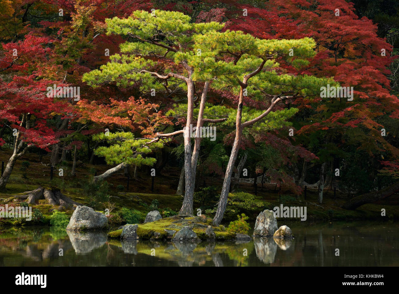 Japanese Maple (Acer palmatum) trees with conifers in fall, Kyoto ...