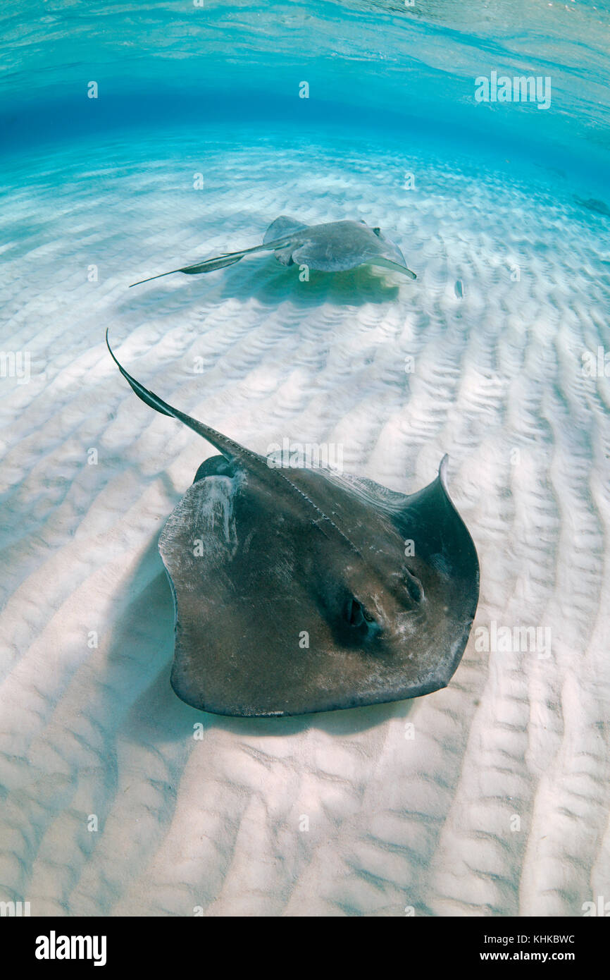 Atlantic Stingray (Dasyatis sabina) pair, Grand Cayman, Cayman Islands ...