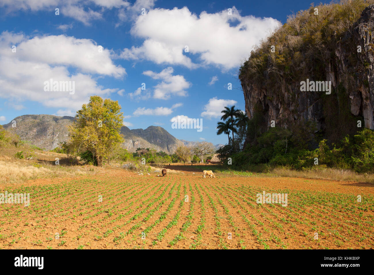 Famous Cuba farmland tobacco area, Valley de Vinales, Pinar del Rio ...
