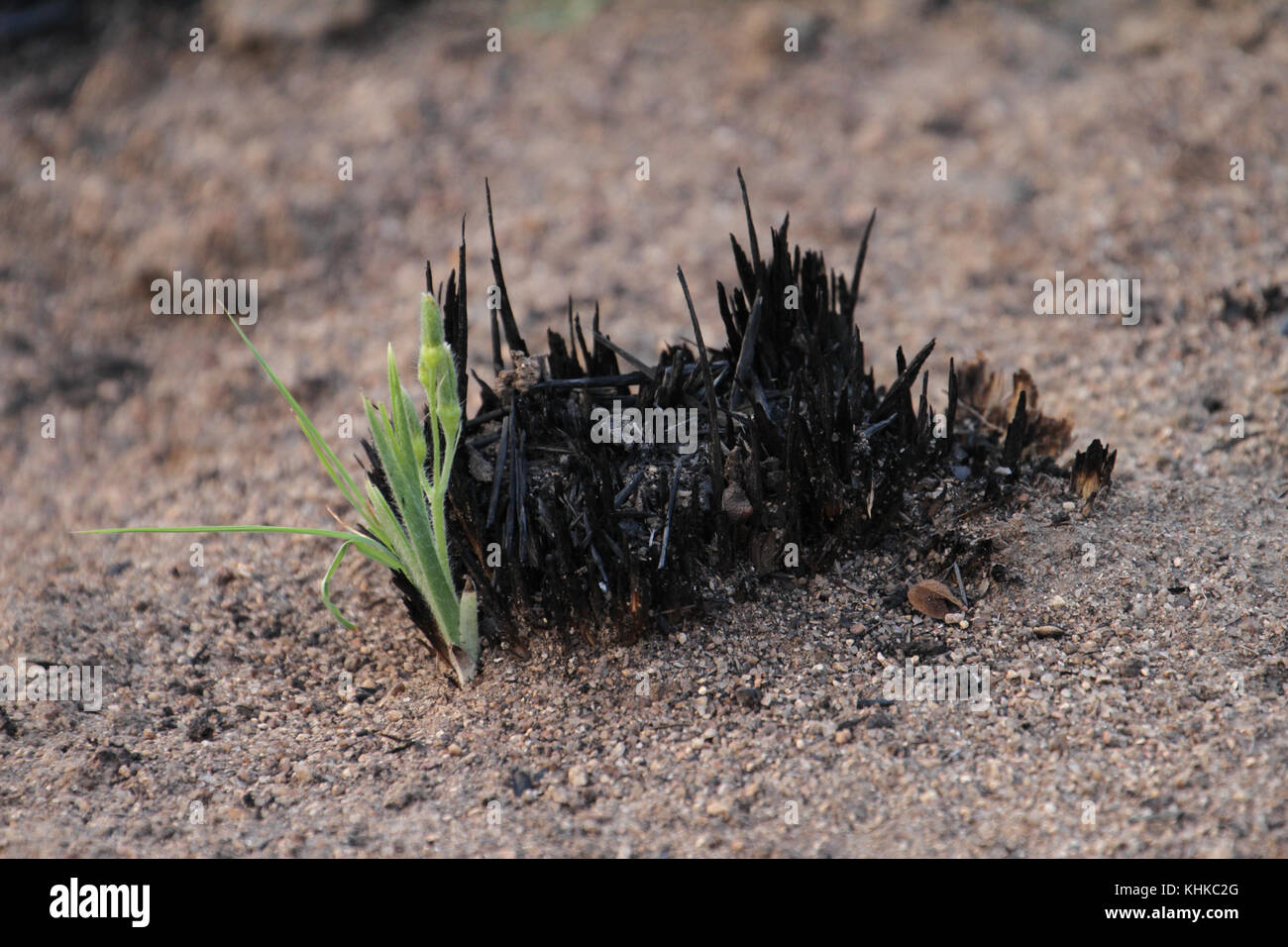 Matobo Park, Zimbabwe - 17 October 2011: Fresh growth of grass on the ...
