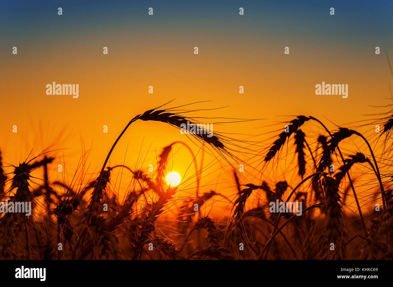 red sunset over field with harvest Stock Photo - Alamy