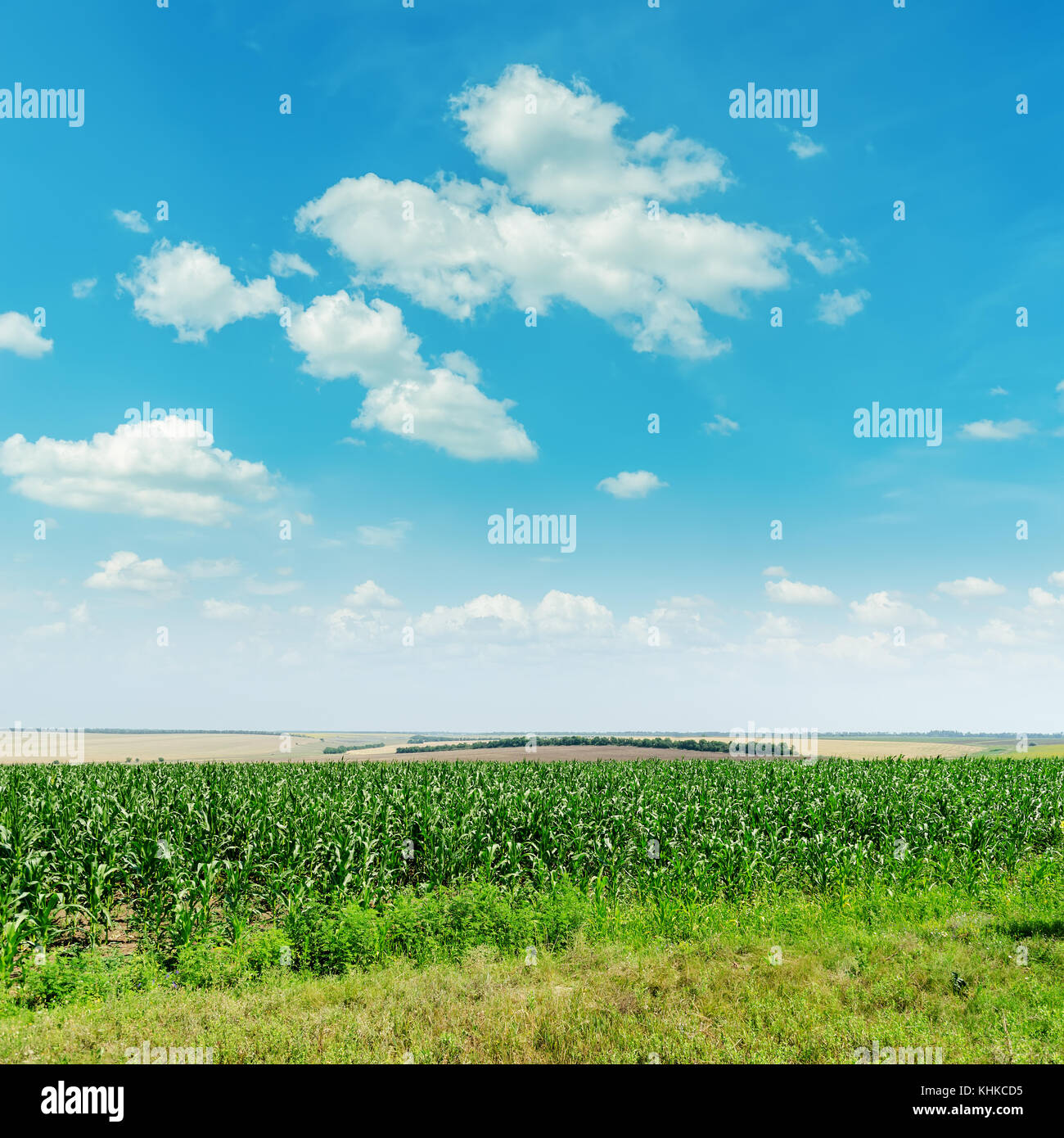 green maize field and clouds in blue sky Stock Photo - Alamy