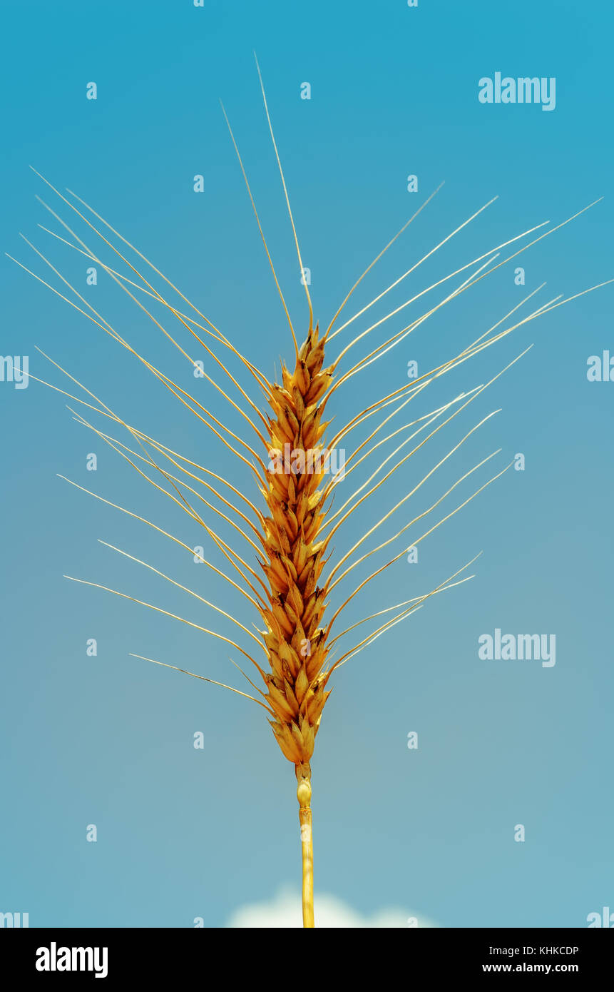 golden spica and blue sky Stock Photo - Alamy