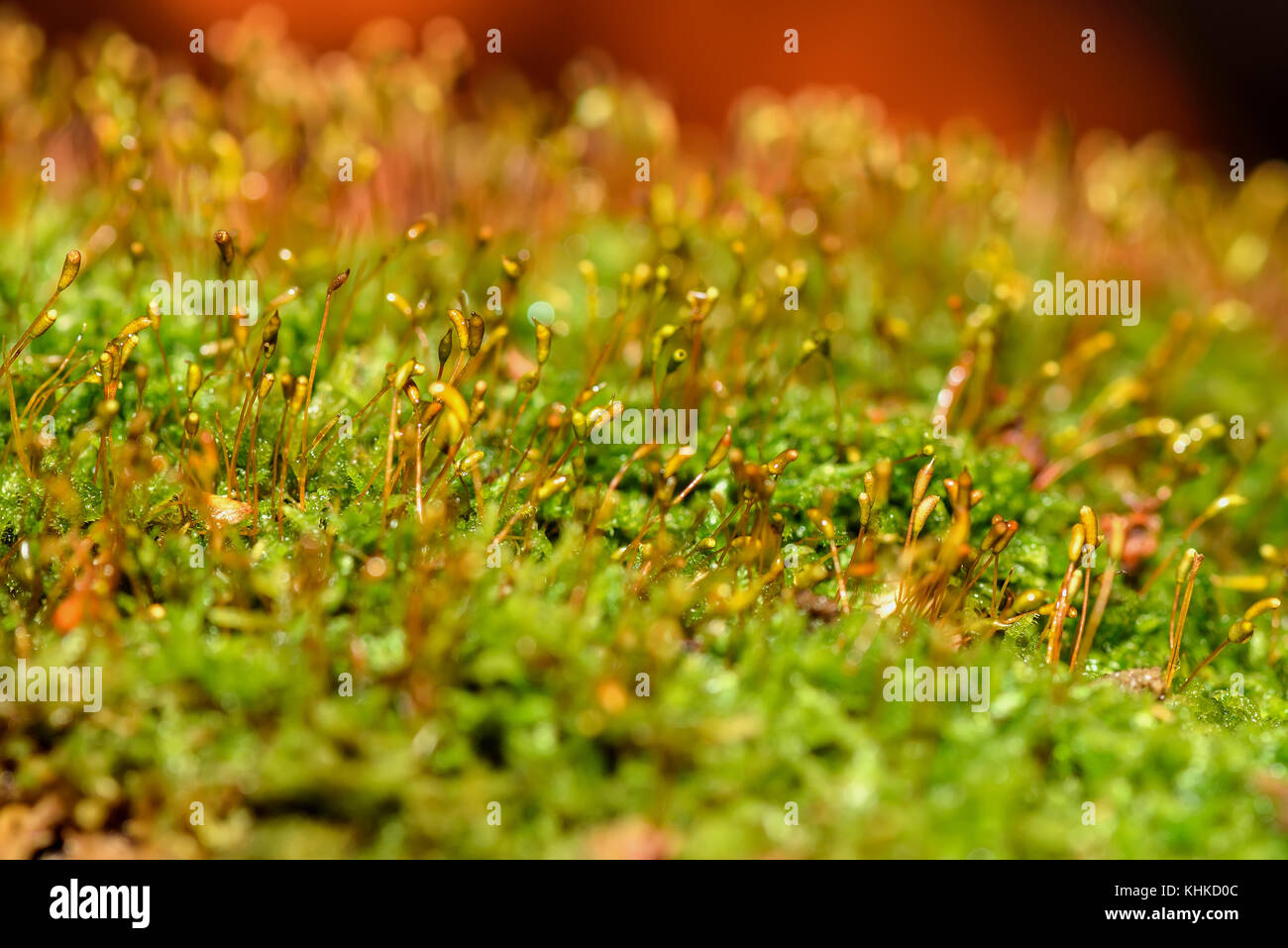 Colorful abstract natural background of green moss and seeds with water ...