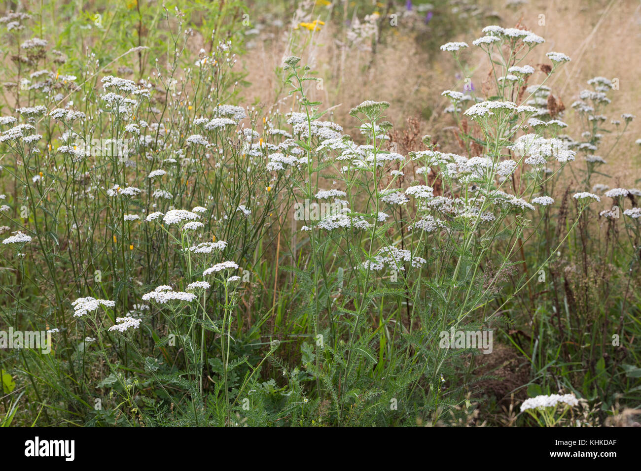 Wiesen Schafgarbe Stock Photos & Wiesen Schafgarbe Stock Images - Alamy