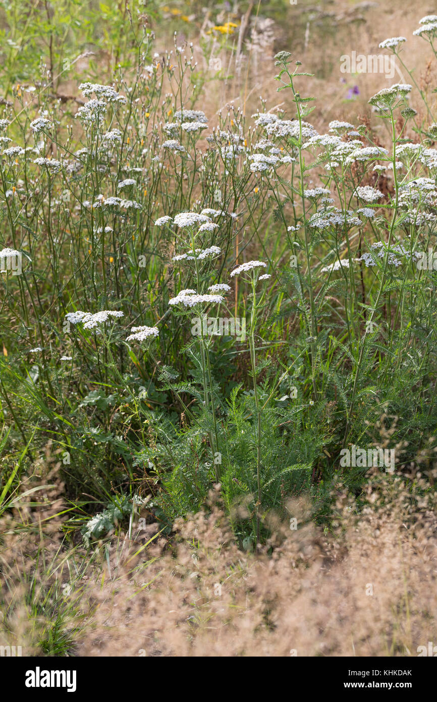 Schafgarbe, Gewöhnliche Schafgarbe, Wiesen-Schafgarbe, Schafgabe ...