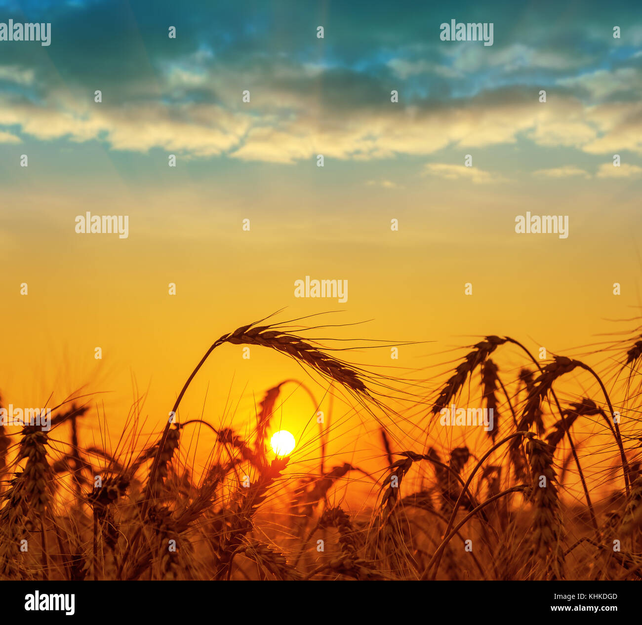 field with harvest at sunset Stock Photo - Alamy