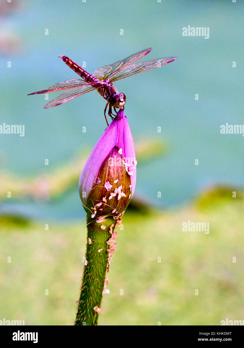 Dragonfly sitting on water lily flower Stock Photo - Alamy