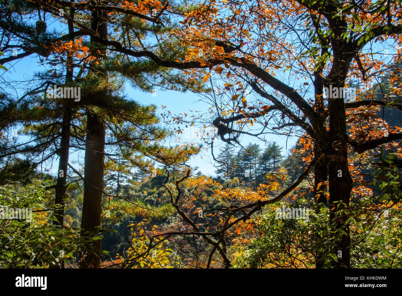 Autumn leave colors through trees on top of Yellow Mountain in China ...