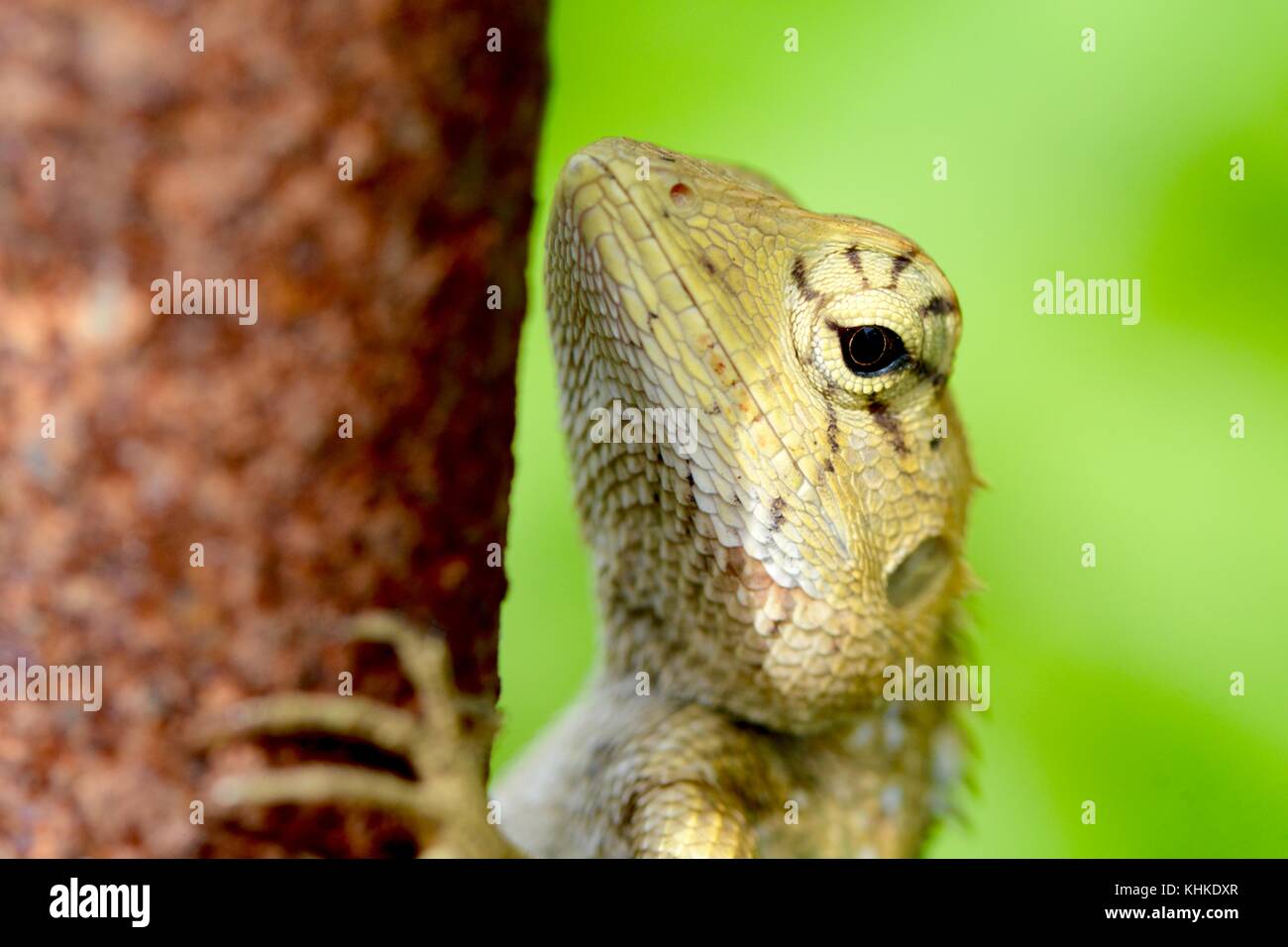Lizards of borneo hi-res stock photography and images - Alamy