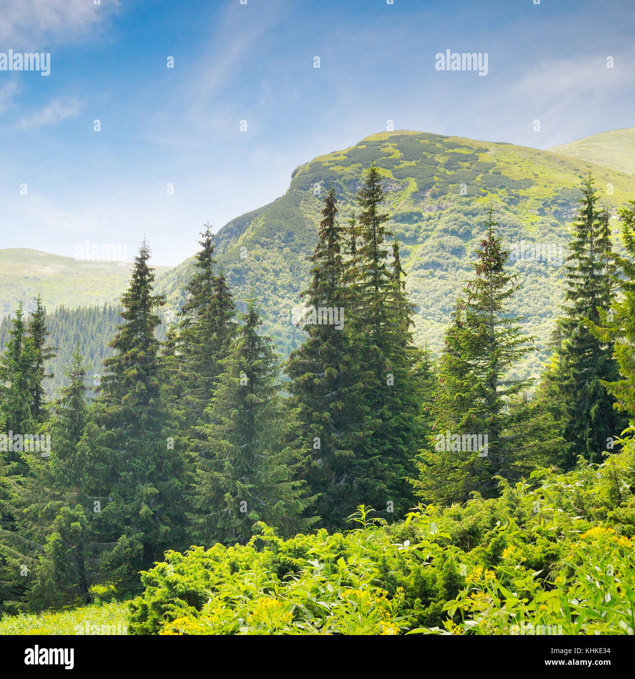 spruce forest on the hillside Stock Photo - Alamy