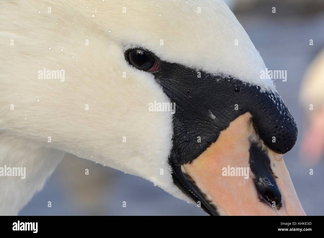 Swan Markings
