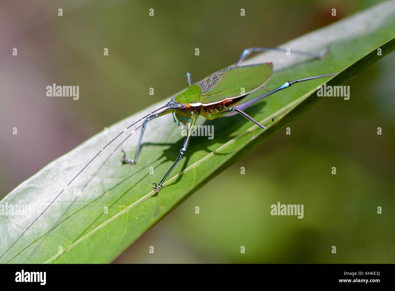 Predatory insects hi-res stock photography and images - Alamy