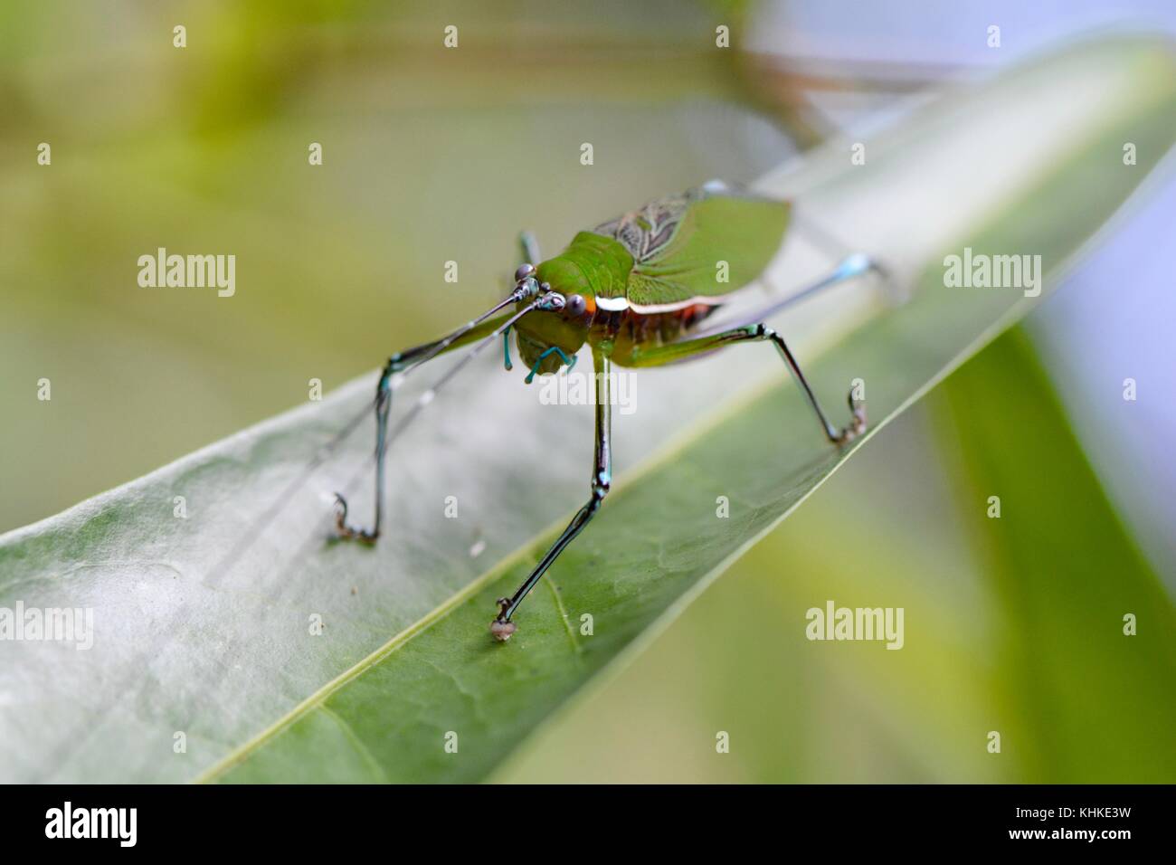 Predatory insects hi-res stock photography and images - Alamy