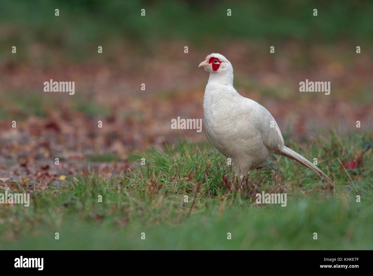 Wild White Pheasant on farmland at Little Snoring, Norfolk Stock Photo ...