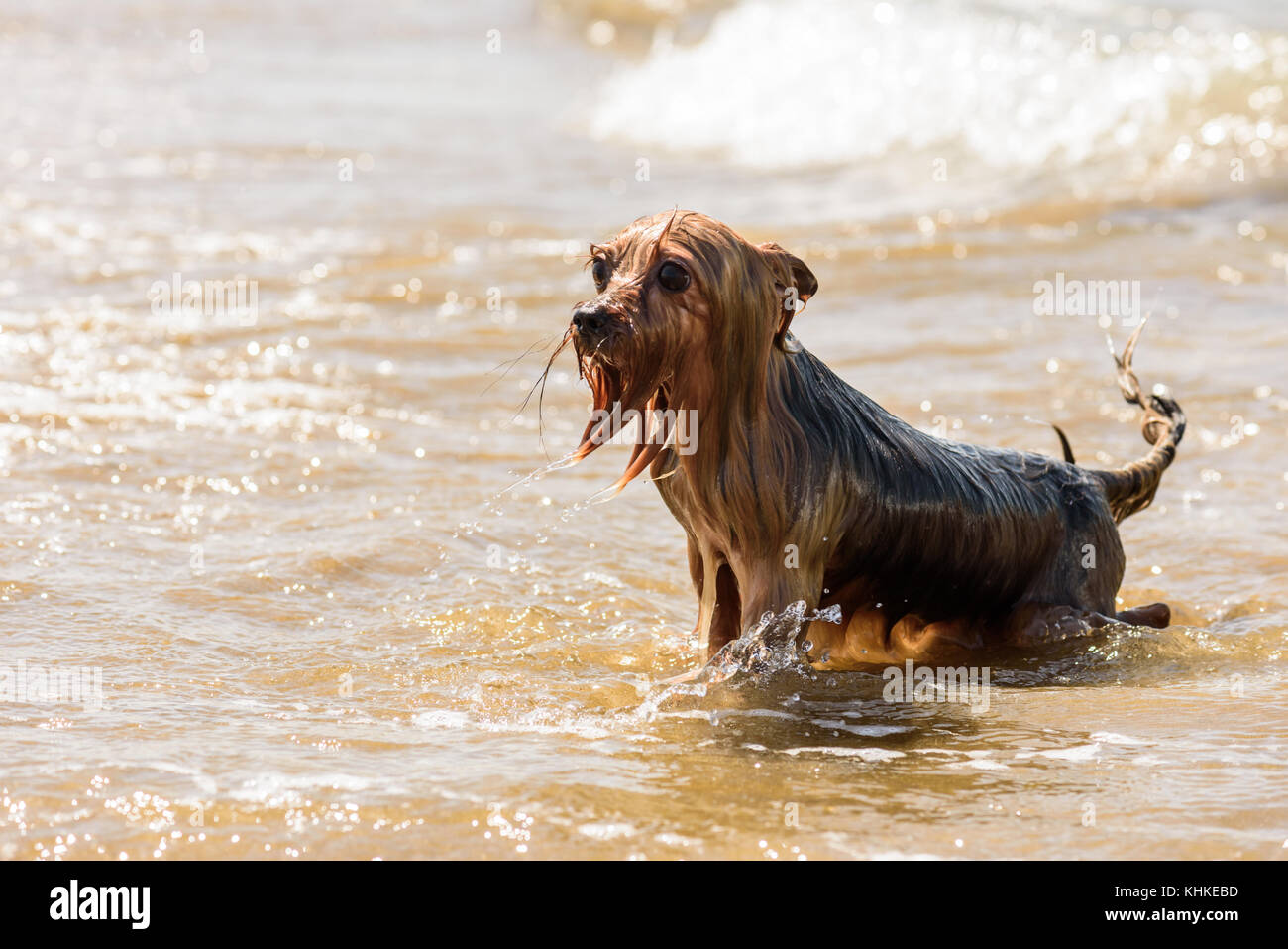 Funny wet and soppy dog playing in water at sea beach has ridicules ...
