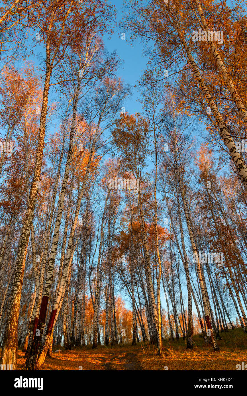Beautiful autumn view of the birch grove with golden high thin birch ...