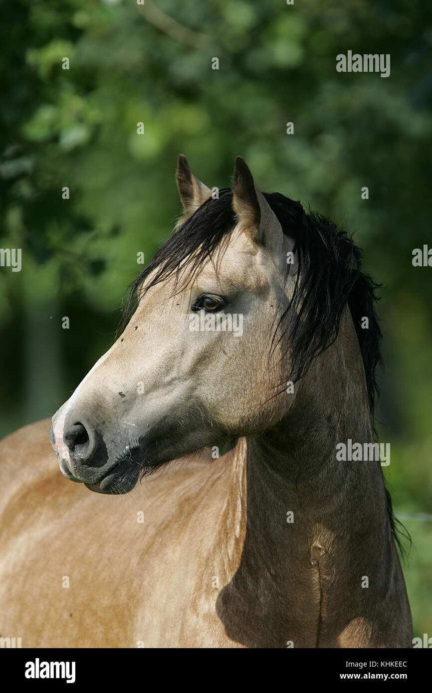 Welsh section d hi-res stock photography and images - Alamy