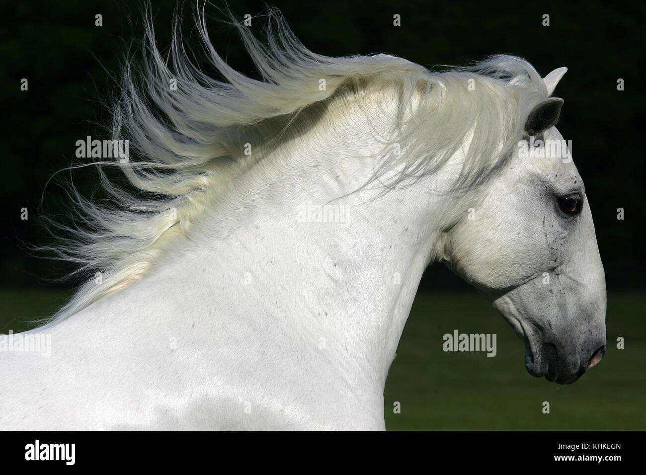 Lipizzaner Horse High Resolution Stock Photography and Images - Alamy