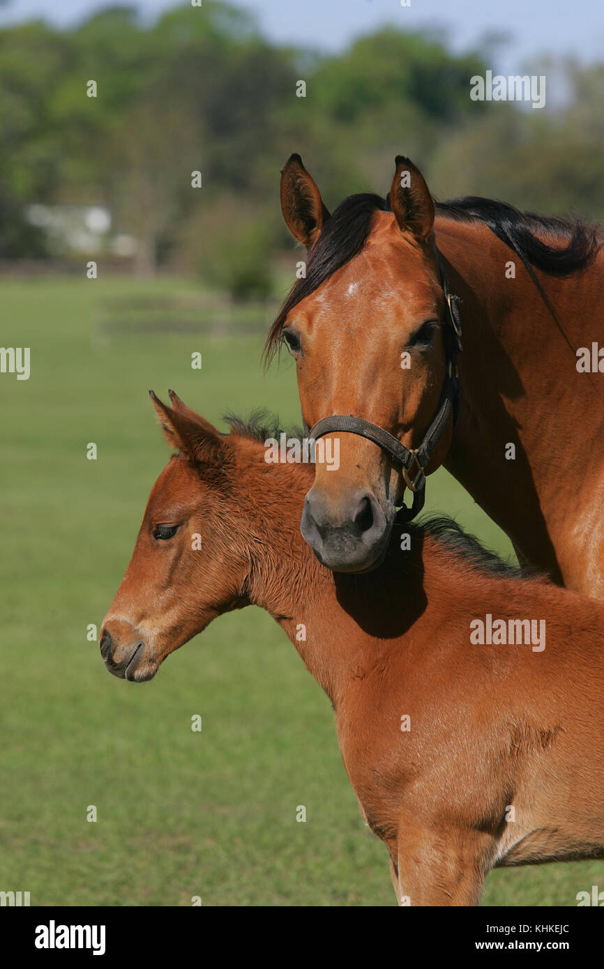 Bay mare quarter horse hi-res stock photography and images - Alamy