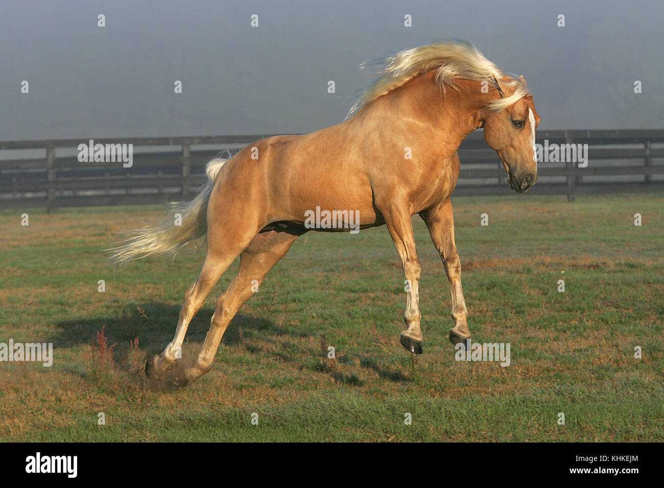 Tennessee walker hi-res stock photography and images - Alamy