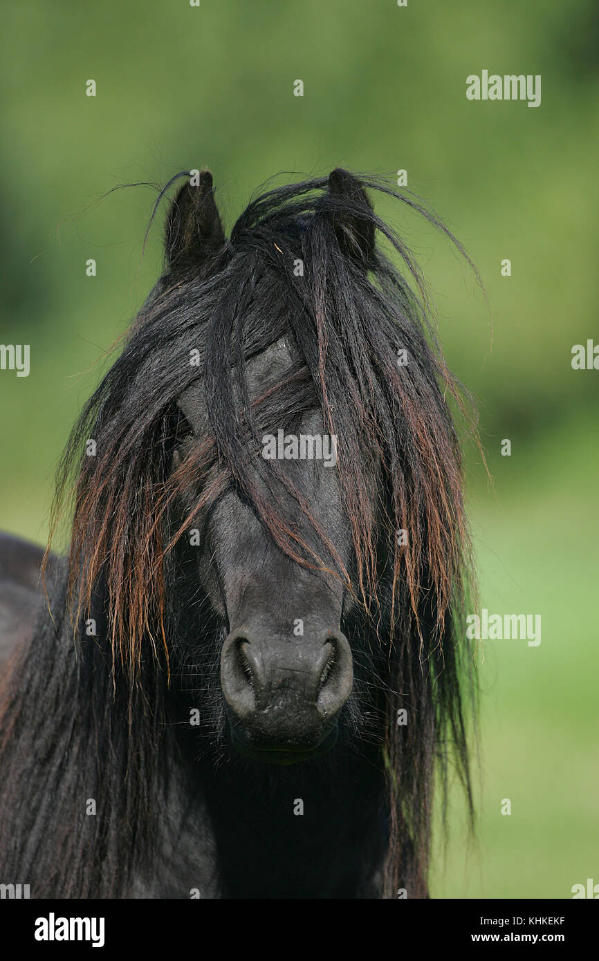 Fell horse hi-res stock photography and images - Alamy