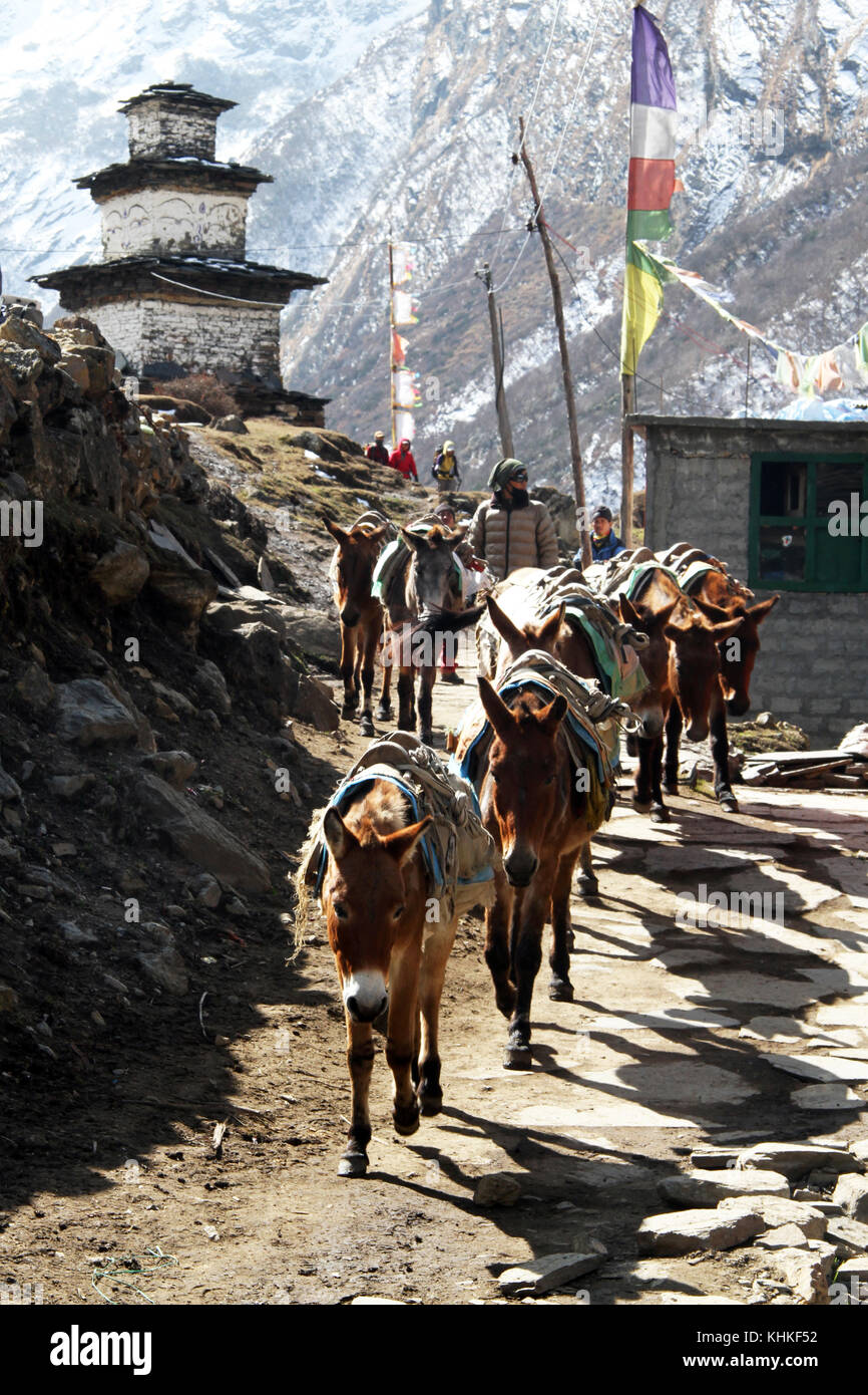 A lot of donkeys on the street in Samdo, Nepal Stock Photo - Alamy