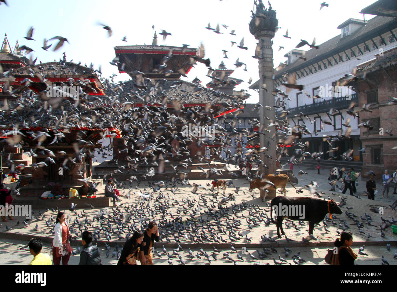 Doves fly in square hi-res stock photography and images - Alamy