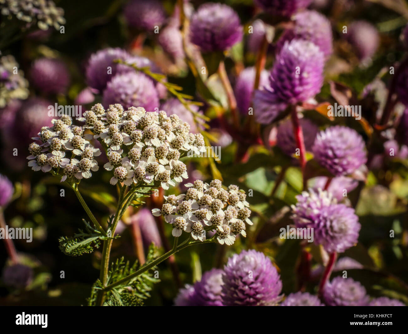 The U.S. Department of Agriculture (USDA) People's Garden pollinator ...