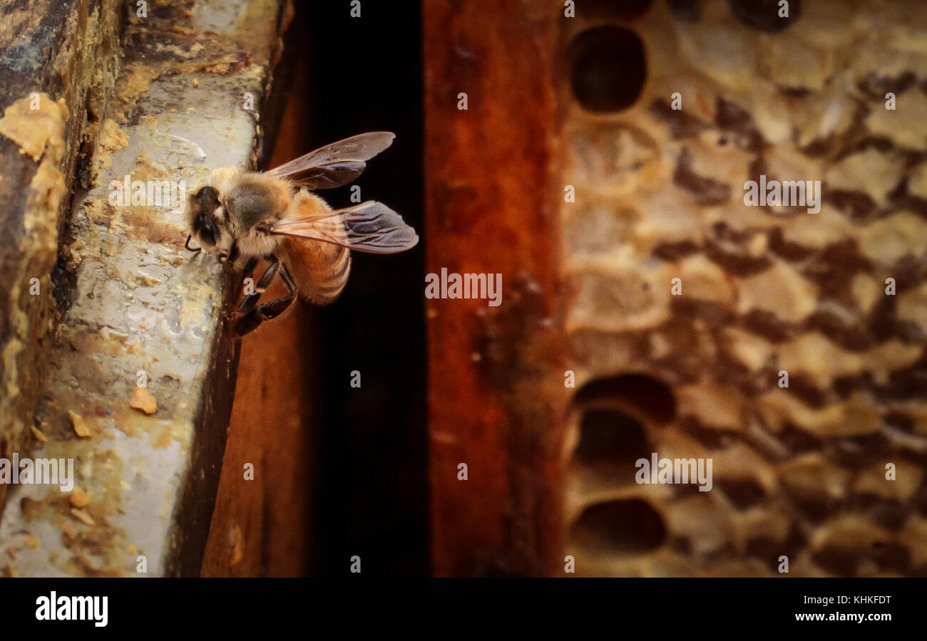 An Apiary super and honey comb attract a bee to the honey bee and ...