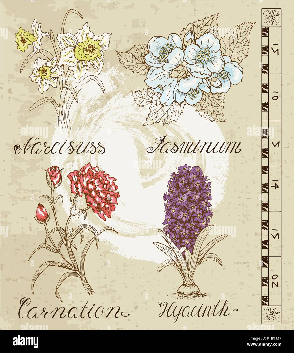 Jasmine flower jasminum Stock Vector Images - Alamy